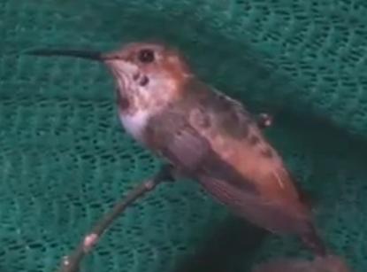 Looking for New Hummingbird Wings? | Cape Cod Daily News